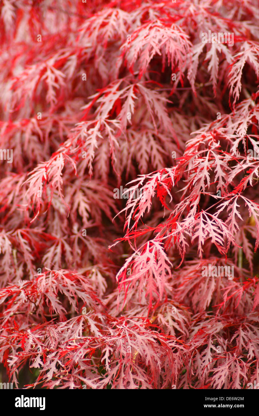 Blood-red Japanese acer leaves Stock Photo - Alamy