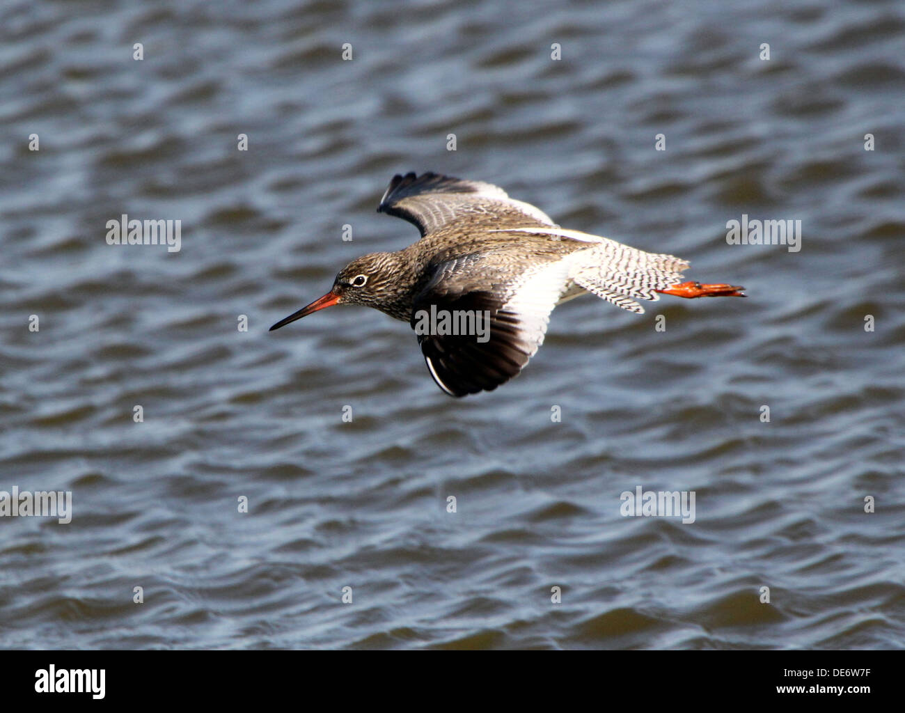 Redshanks flight hi-res stock photography and images - Alamy