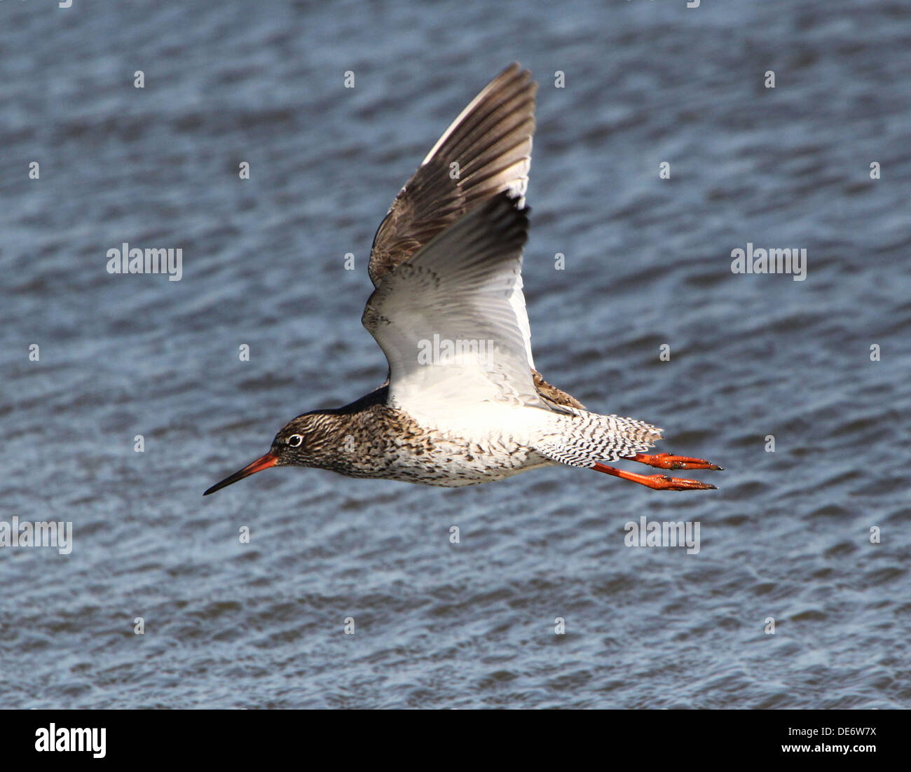 Redshanks flight hi-res stock photography and images - Alamy