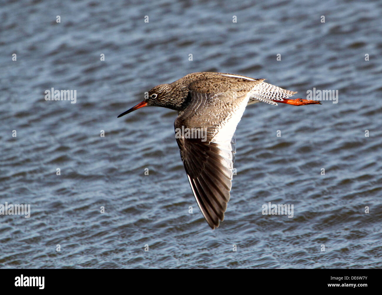 Redshank in flight blue sky hi-res stock photography and images - Alamy