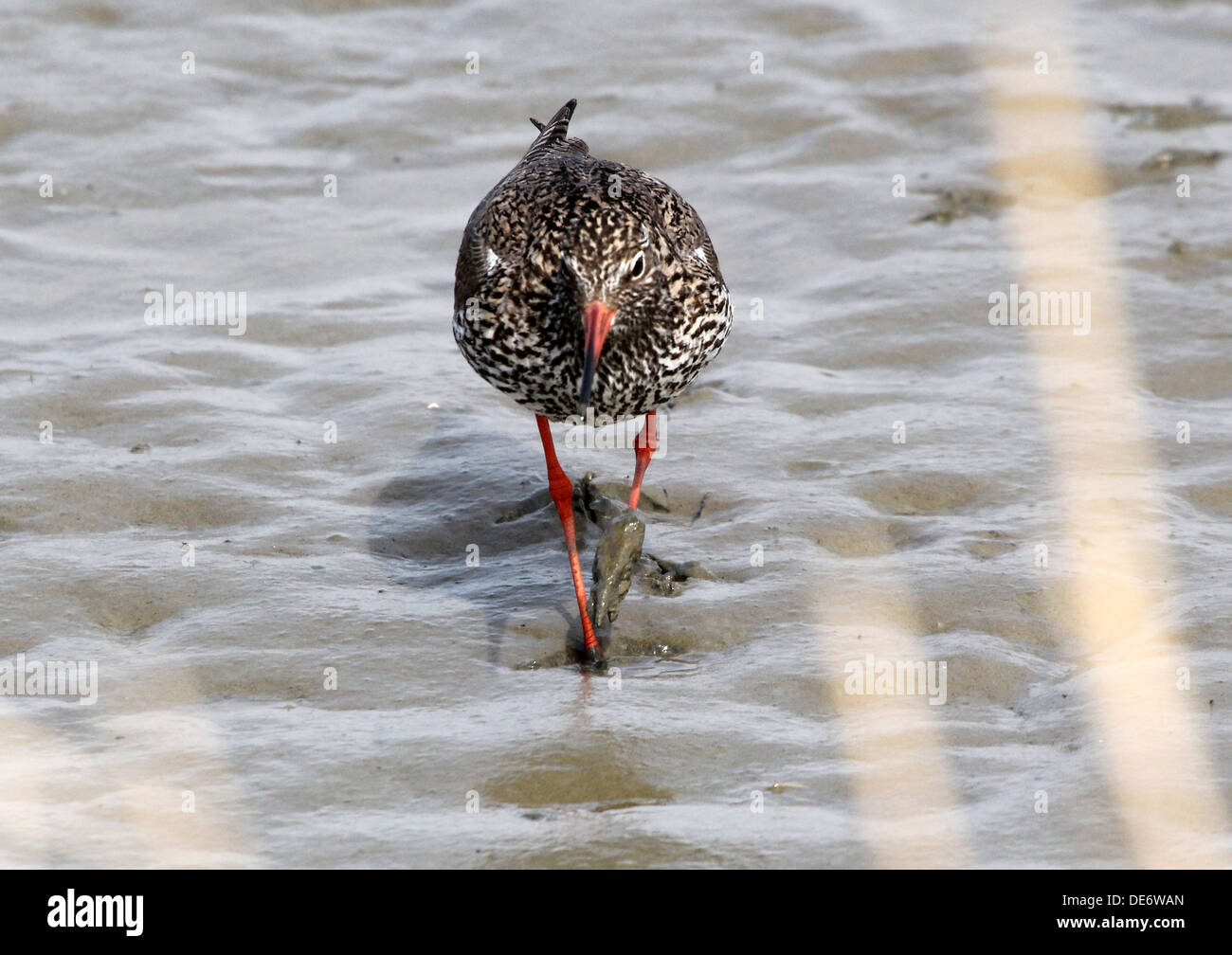 Striding legs hi-res stock photography and images - Alamy