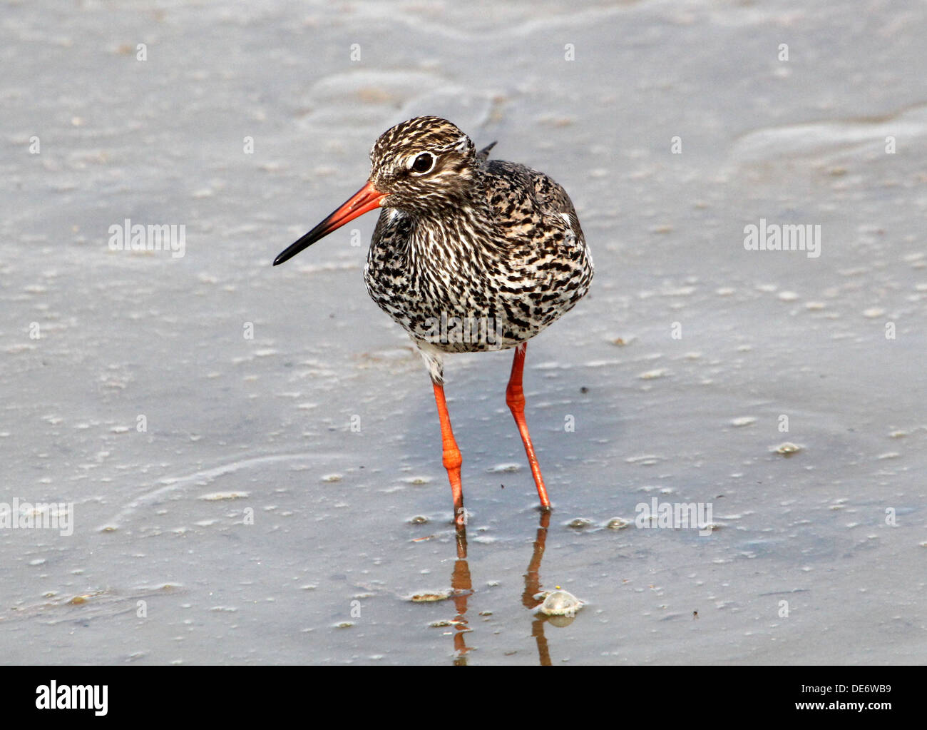 Striding legs hi-res stock photography and images - Alamy