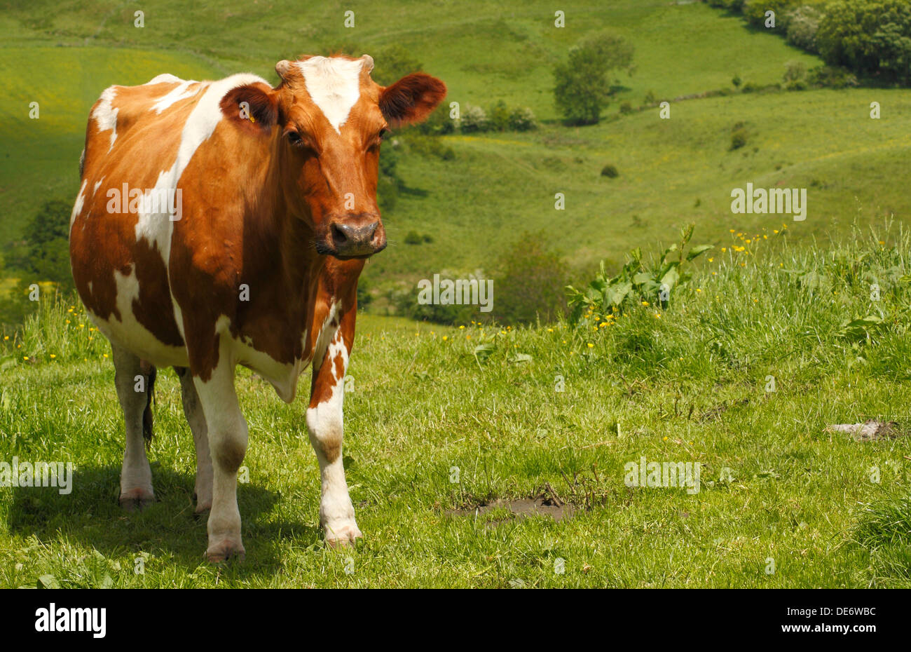Cow path hi-res stock photography and images - Alamy