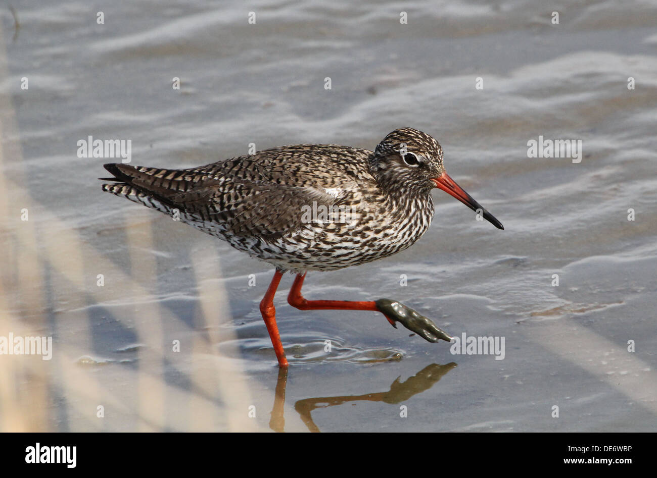 European Common Redshank (Tringa totanus) walking and foraging in ...