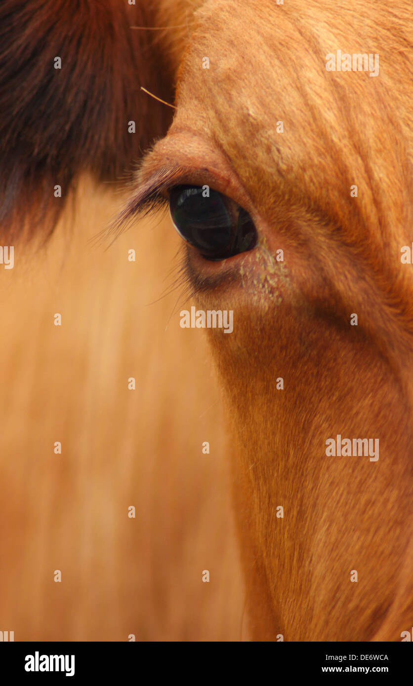 Cows eyelashes hi-res stock photography and images - Alamy