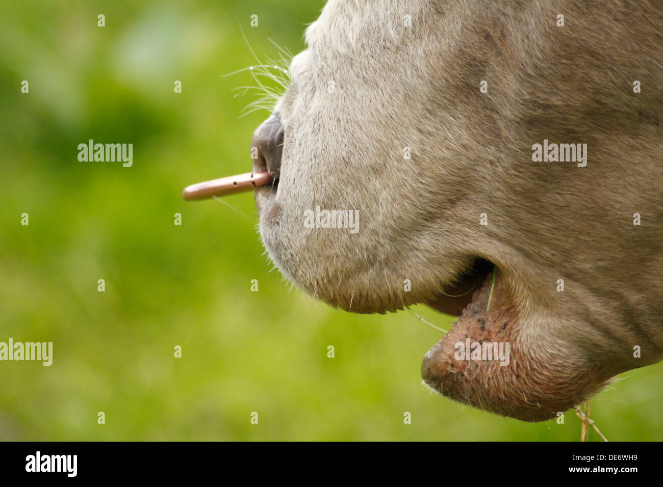 Guy Nose Piercing Bull