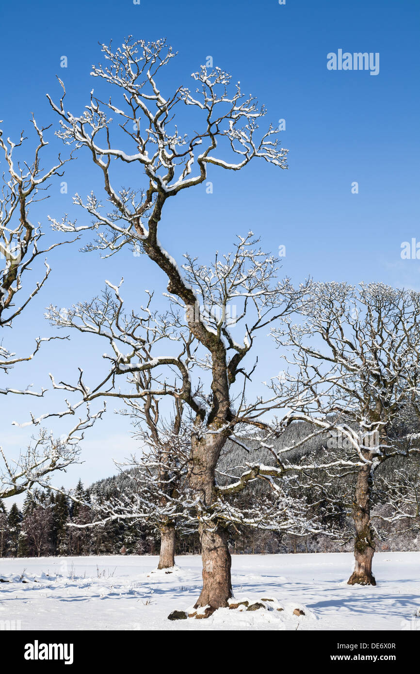 Winter snow clad trees in Strathdon in Aberdeenshire in Scotland Stock ...