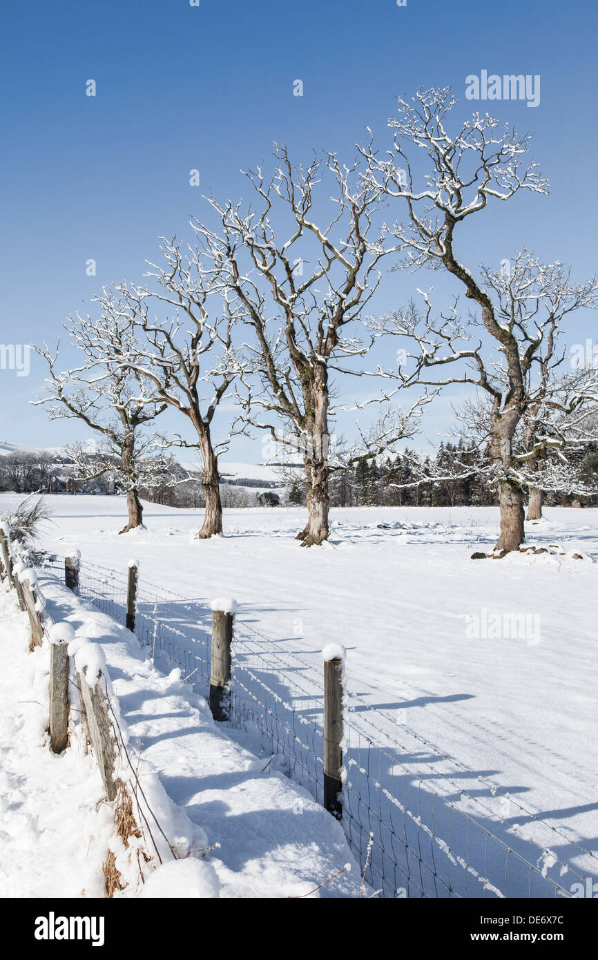 Winter trees & trees in Strathdon in Aberdeenshire, Scotland Stock ...