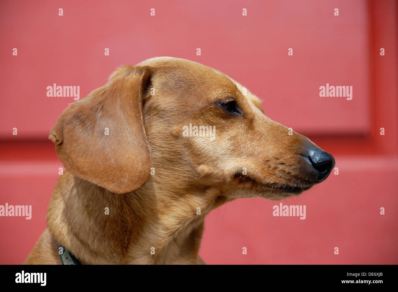 Profile of a Dachshund Stock Photo - Alamy