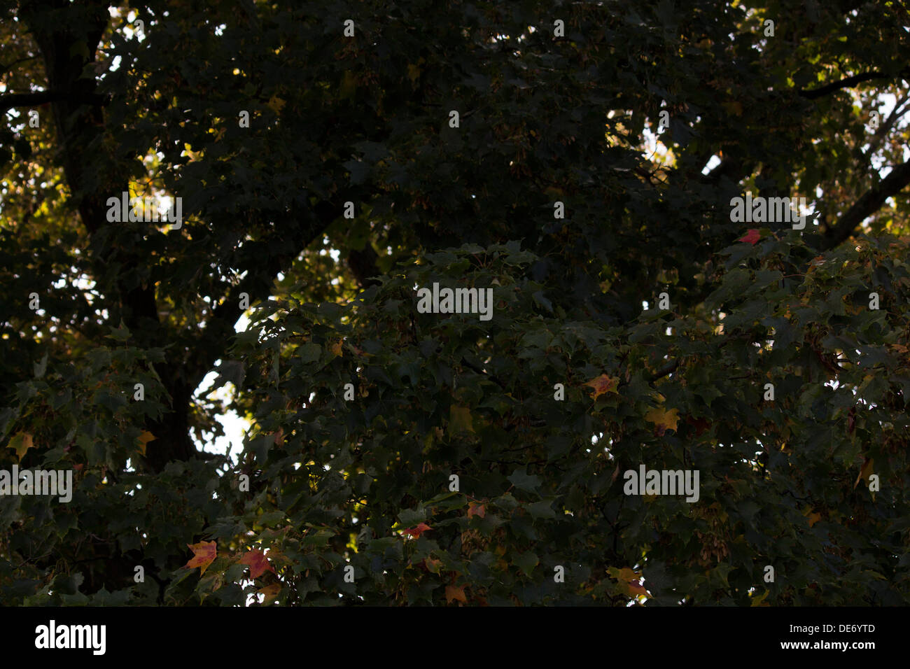 Maple tree in early September as the leaves are beginning to change ...