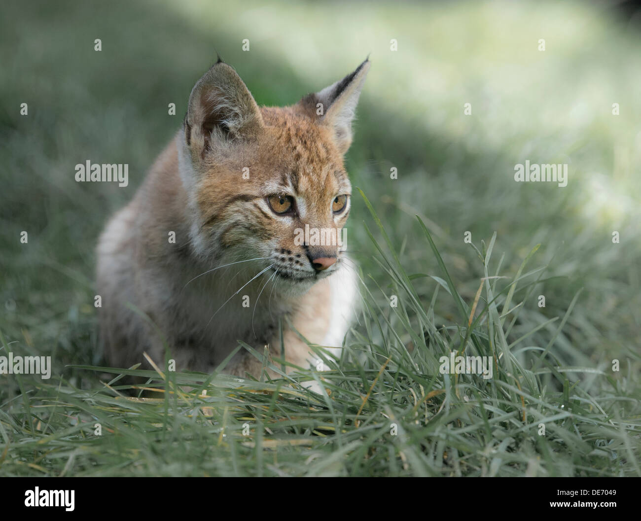 Two-month-old female Eurasian lynx cub in grass Stock Photo - Alamy