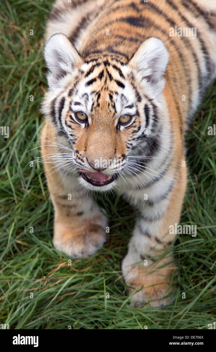 Amur tiger cub looking up at camera Stock Photo - Alamy