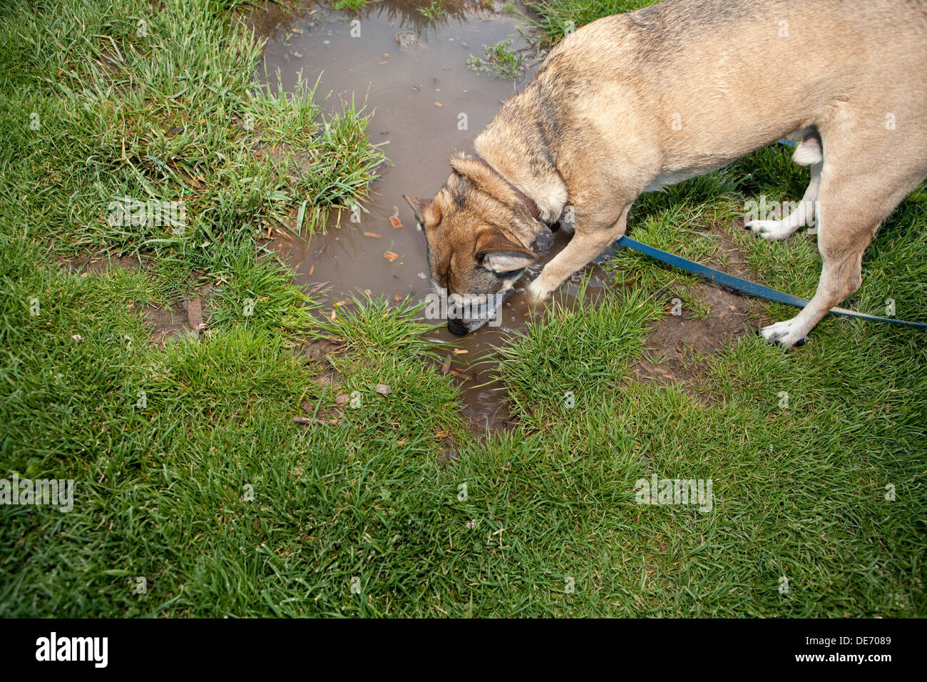 Dog drinking from rain hi-res stock photography and images - Alamy