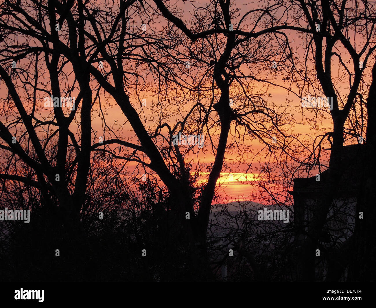 a beautiful sunset among the branches of trees Stock Photo - Alamy