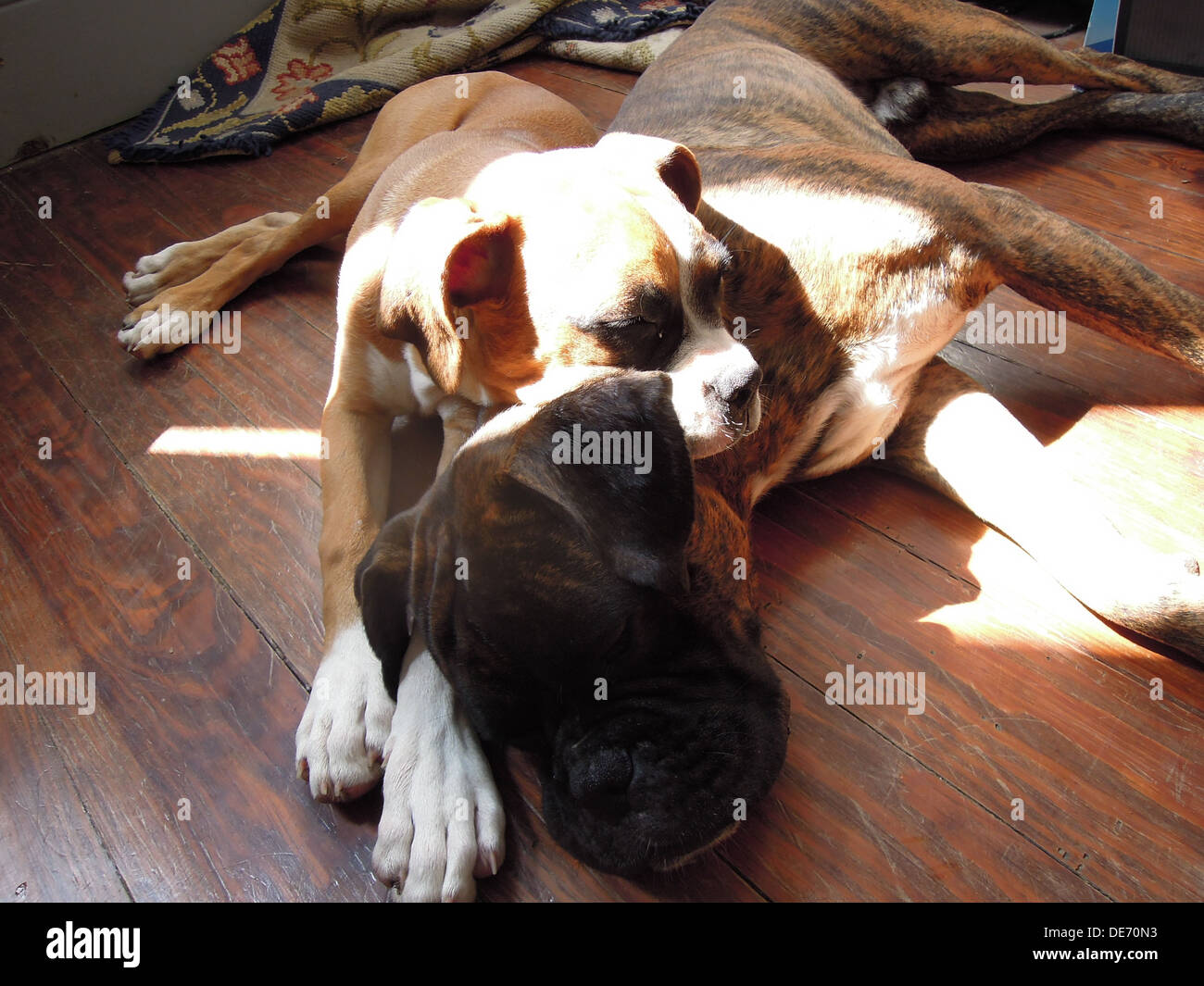 two boxer dogs lying down on the floor sleeping together under the ...