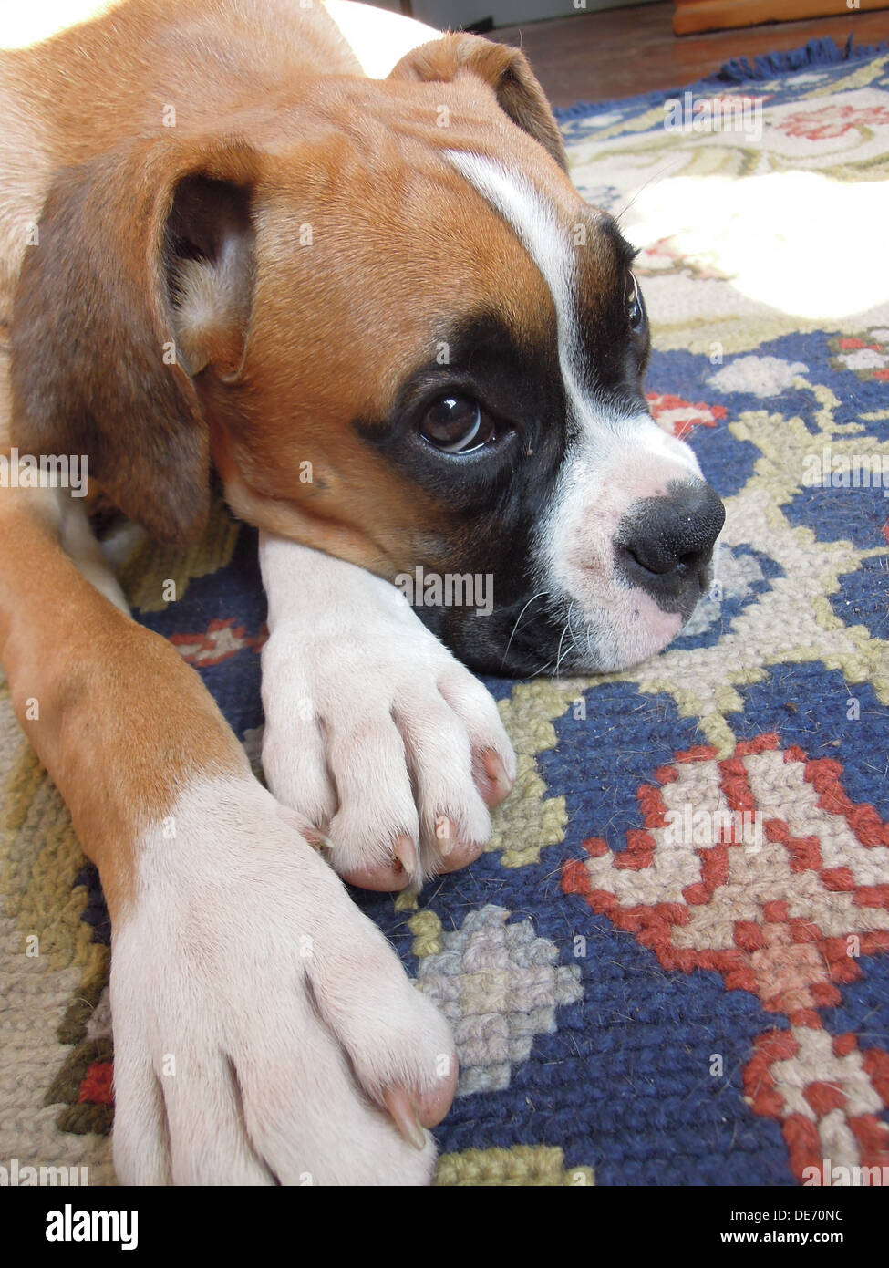 a boxer puppy lying down on the carpet resting Stock Photo - Alamy