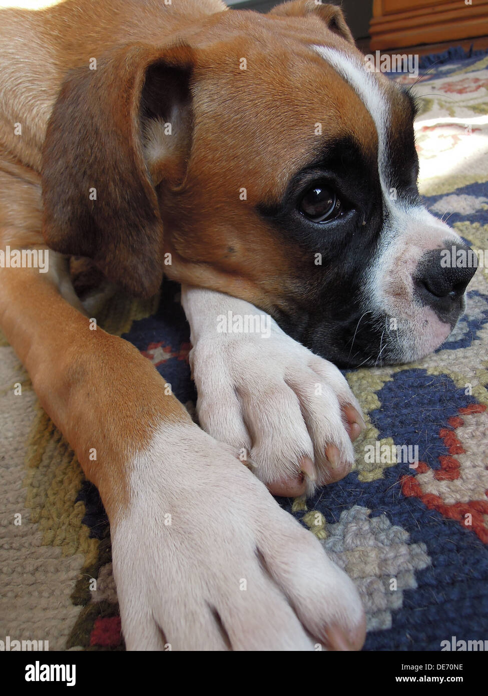 a boxer puppy lying down on the carpet resting Stock Photo - Alamy