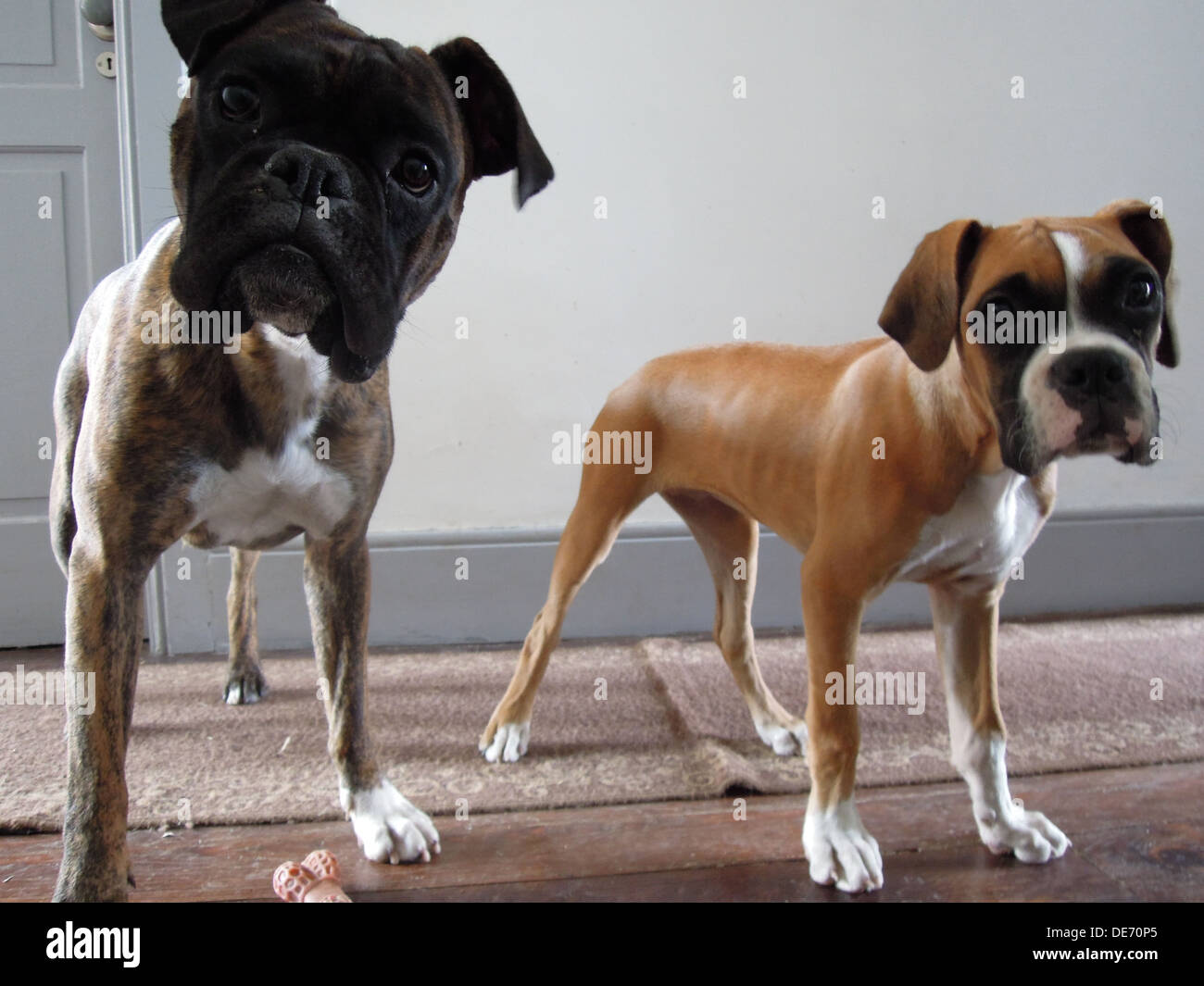 two boxer dogs standing on top of the stairs looking at the camera with ...