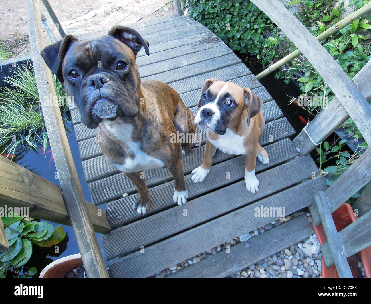 Boxer puppy garden hi-res stock photography and images - Alamy
