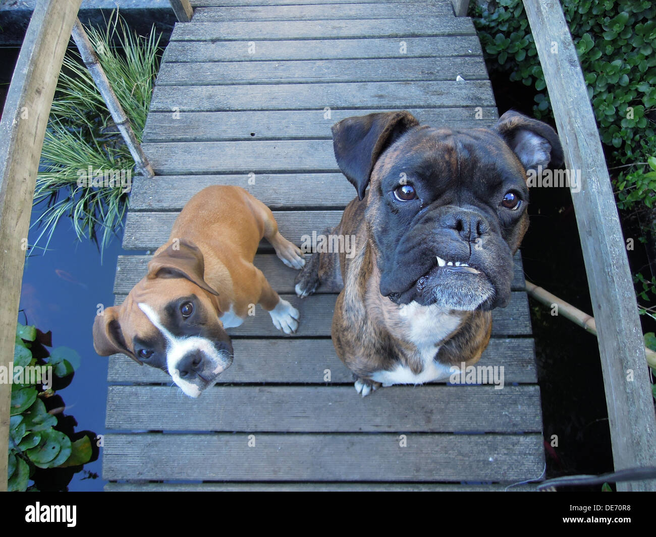 Boxer puppy garden hi-res stock photography and images - Alamy