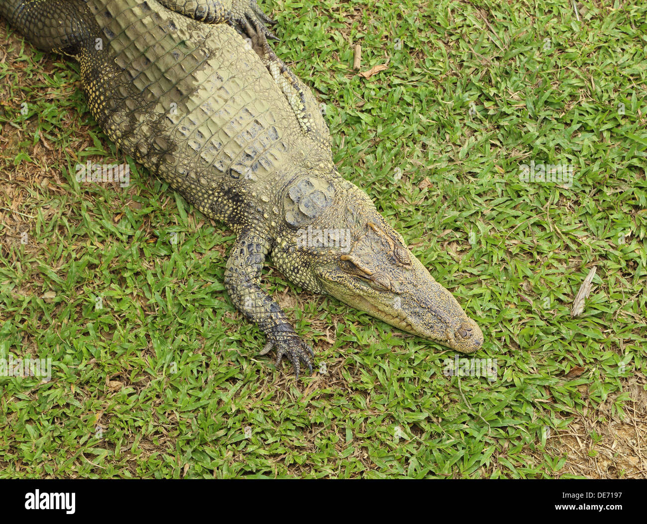 close-up Crocodile resting on the grass Stock Photo - Alamy