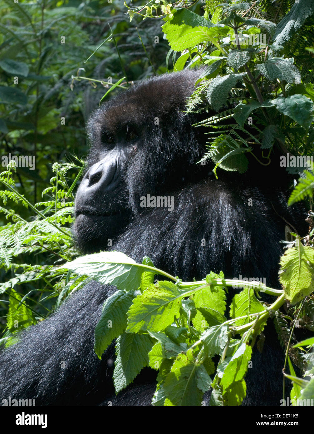 Albertine rift mountains hi-res stock photography and images - Alamy