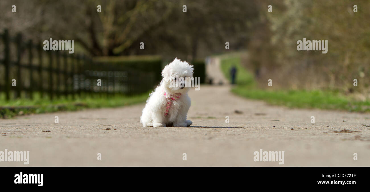 Cute lost Maltese puppy sitting on long path into the distance Stock ...