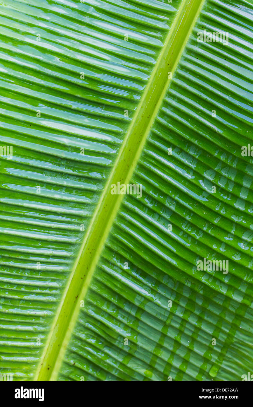 Banana leaf close-up Stock Photo - Alamy