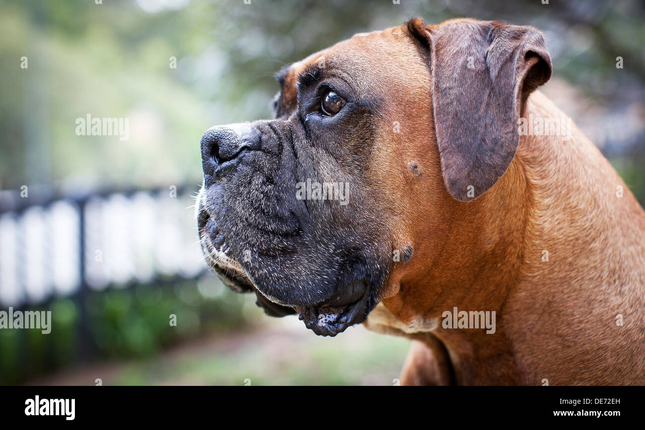 Boxer Dog Face Profile