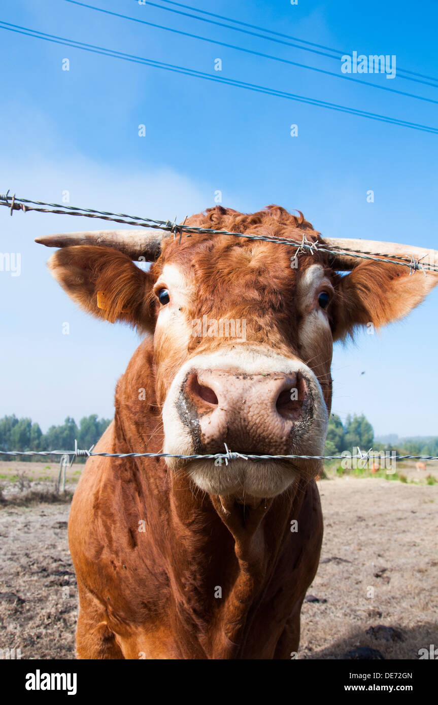 Cattle closeup hi-res stock photography and images - Alamy