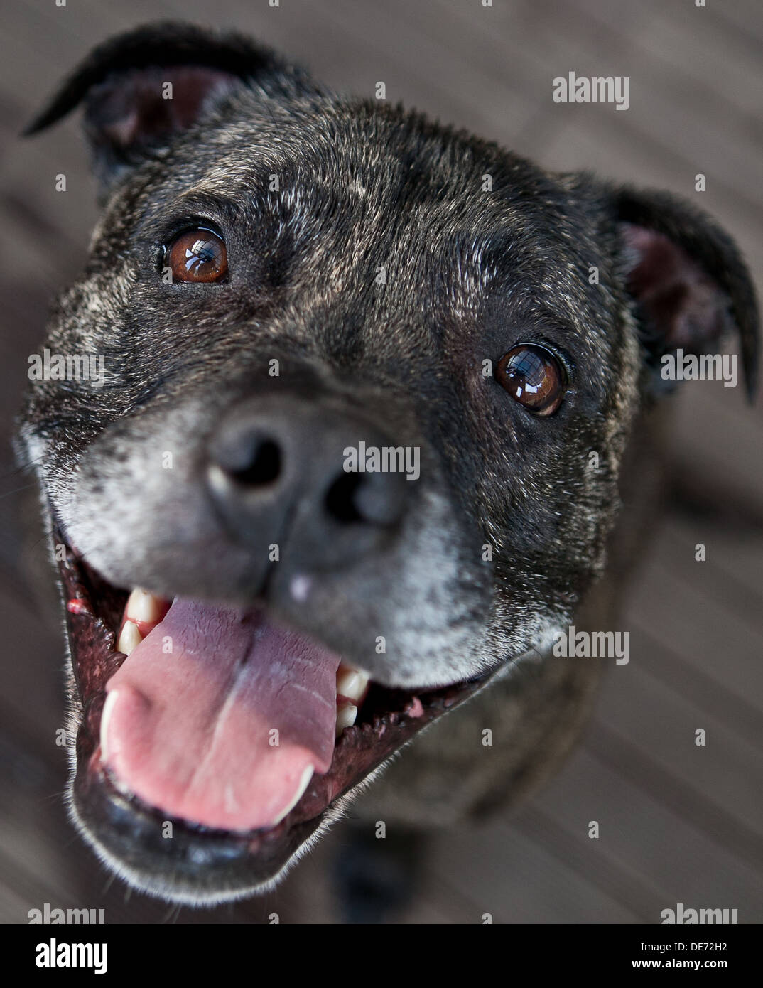 Staffie Portrait Stock Photos & Staffie Portrait Stock Images - Alamy