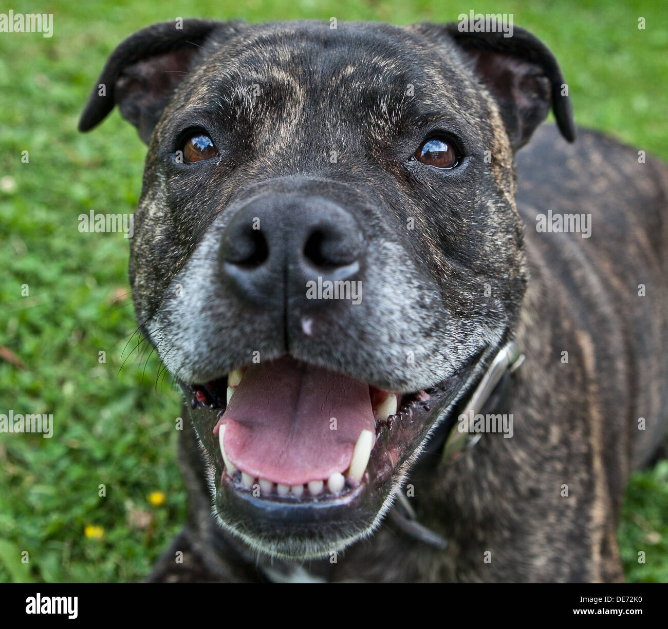 Staffie hi-res stock photography and images - Alamy