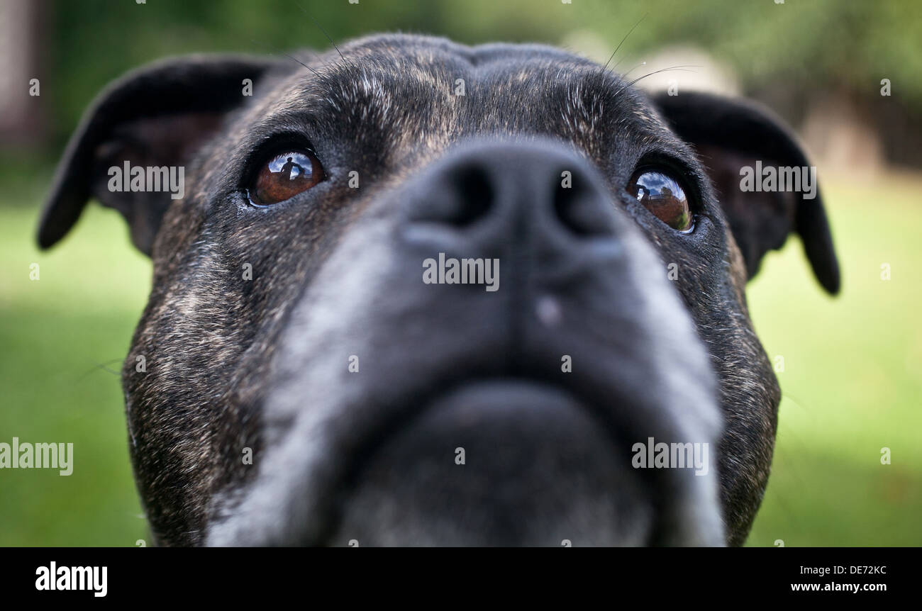 Staffie hi-res stock photography and images - Alamy