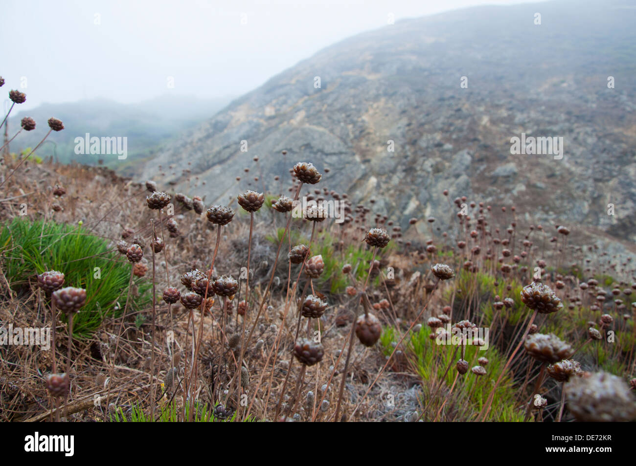 Vegetation mountain hi-res stock photography and images - Alamy