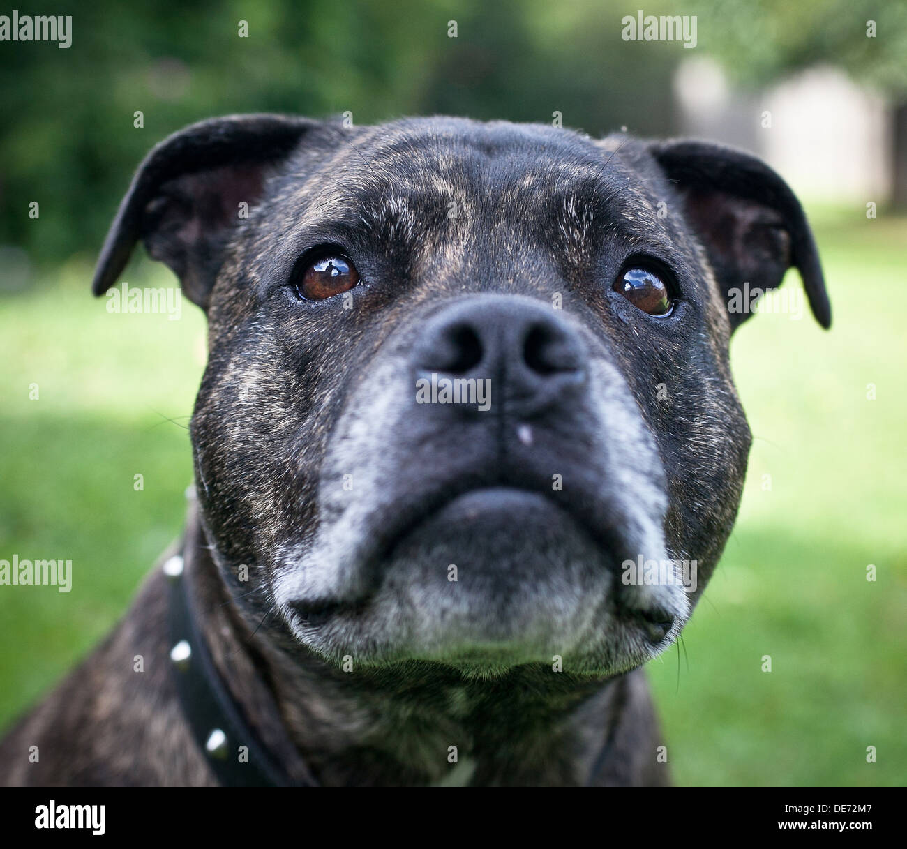 Staffie hi-res stock photography and images - Alamy