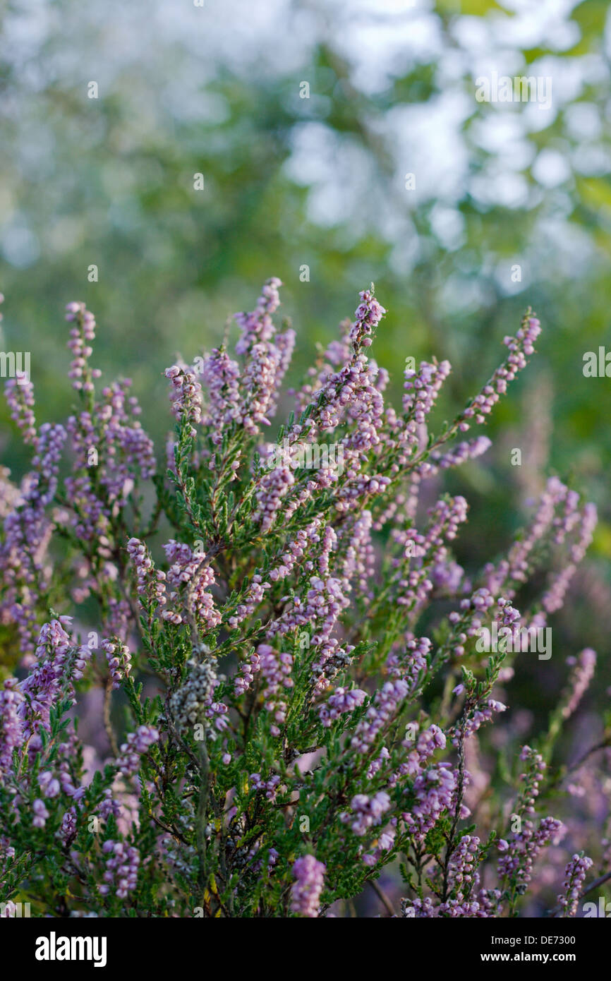 Heather blossom hi-res stock photography and images - Alamy