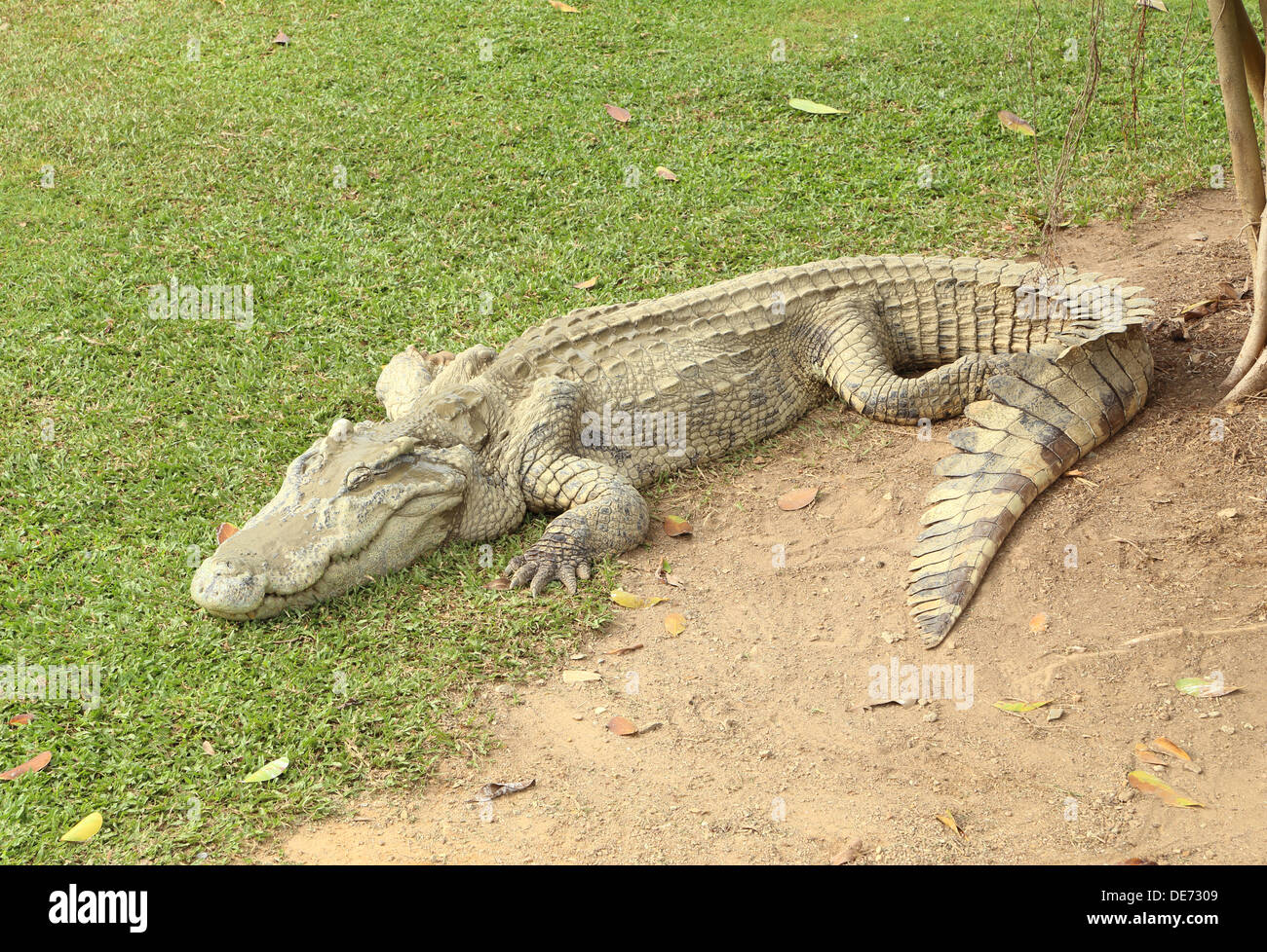 Crocodile resting on the field Stock Photo - Alamy