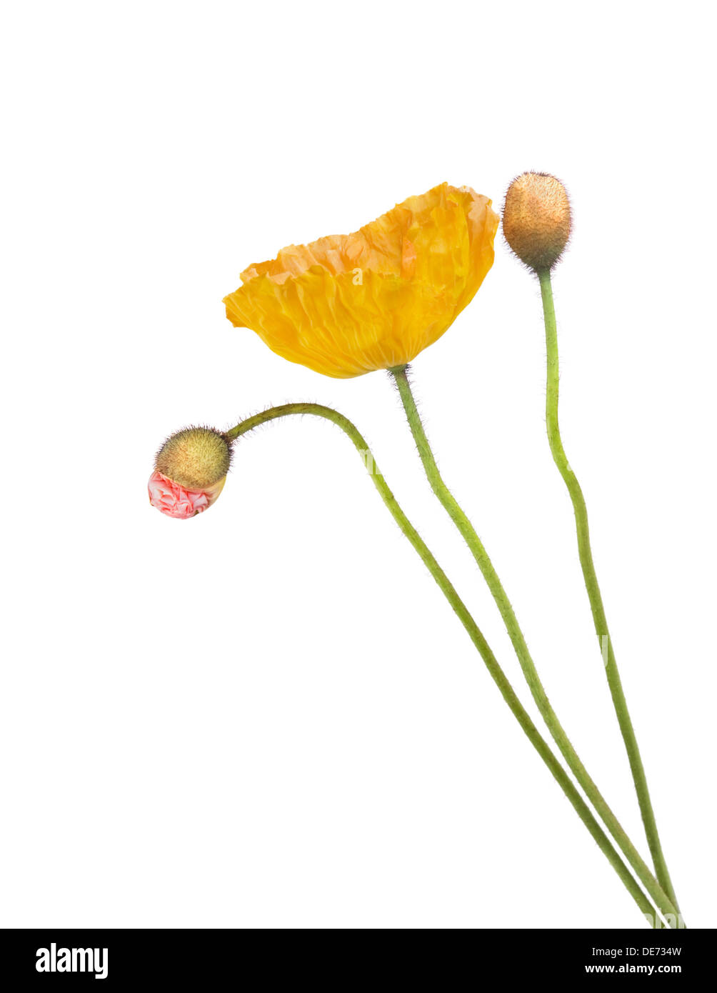 Yellow pollen on stamen Cut Out Stock Images & Pictures - Alamy