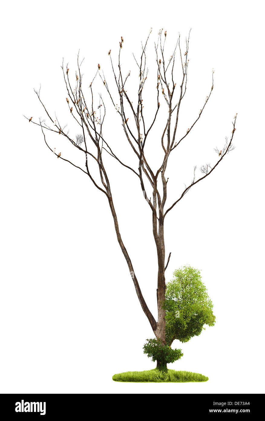 Tree bark trunk from Cut Out Stock Images & Pictures - Alamy