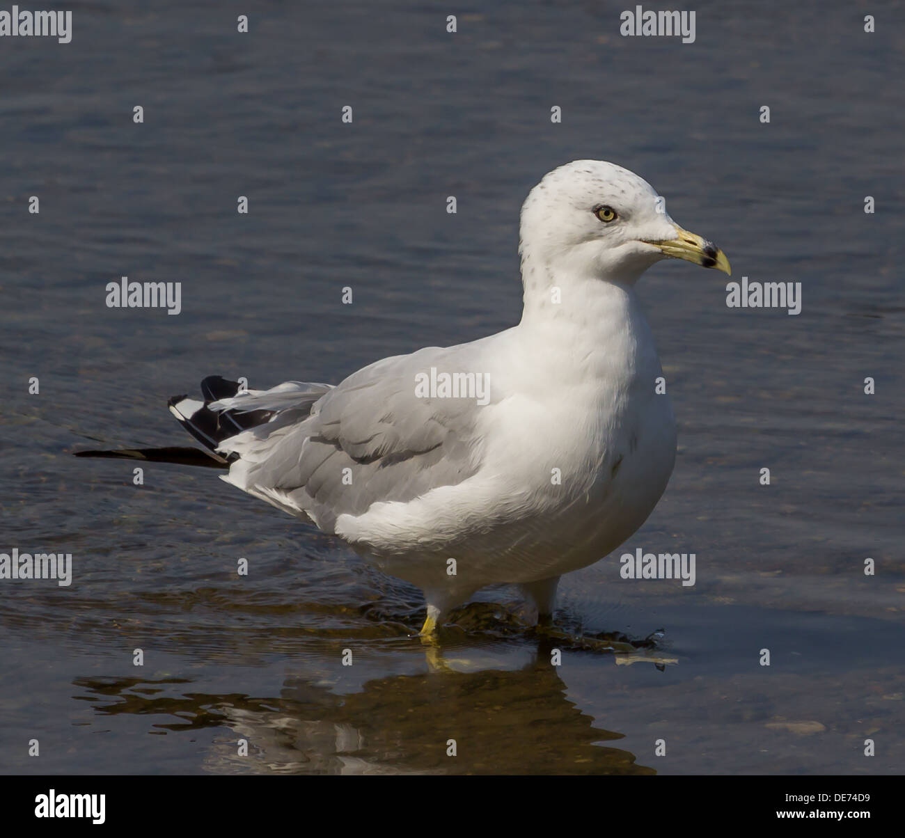 Ring Billed Gull standing in the water Stock Photo - Alamy