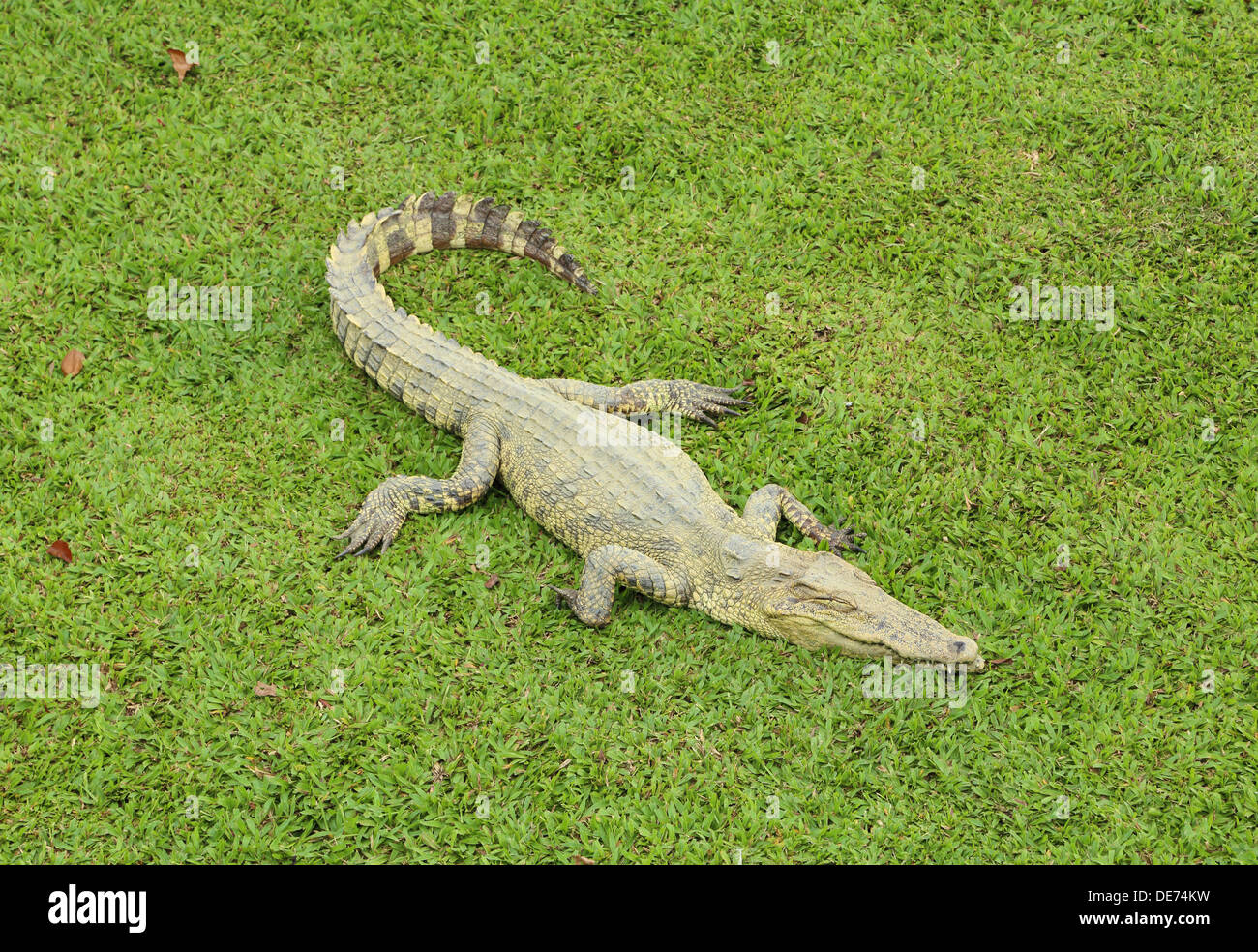 Crocodile resting on the grass Stock Photo - Alamy