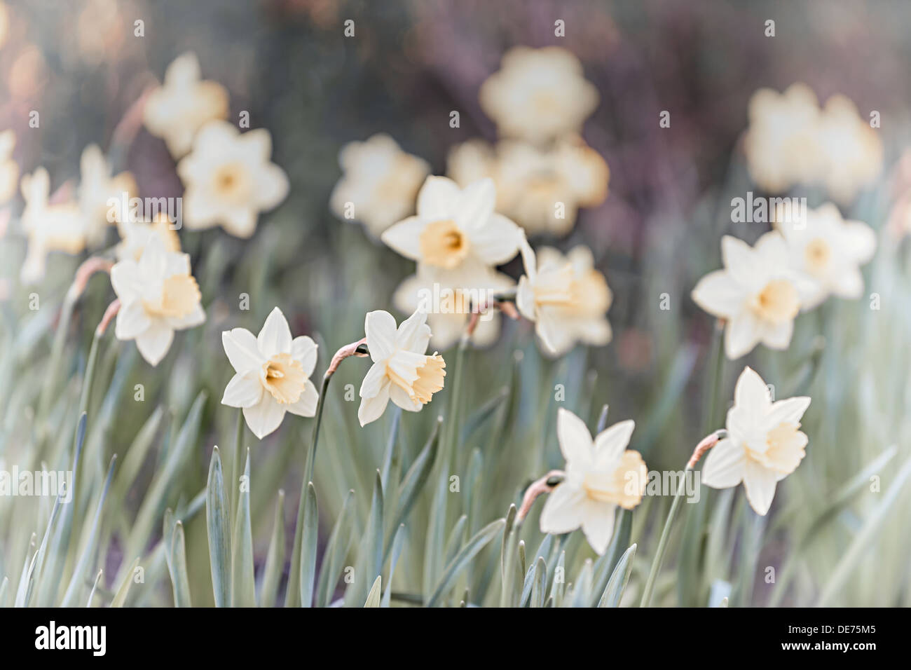 Field of blooming white daffodil flowers in spring Stock Photo - Alamy