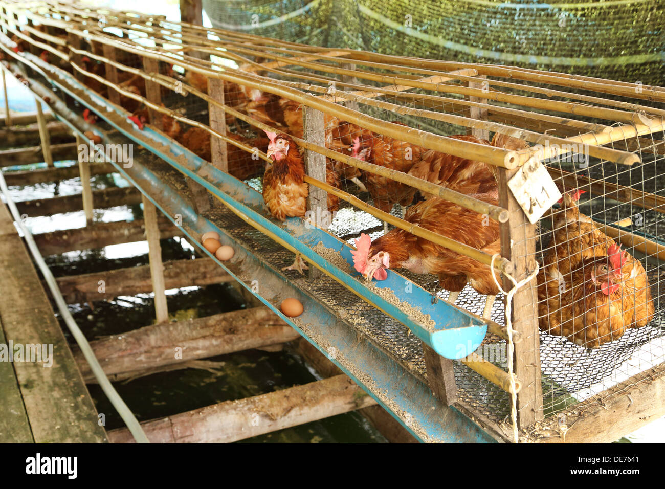 hen or chicken and eggs eating food in farm Stock Photo - Alamy