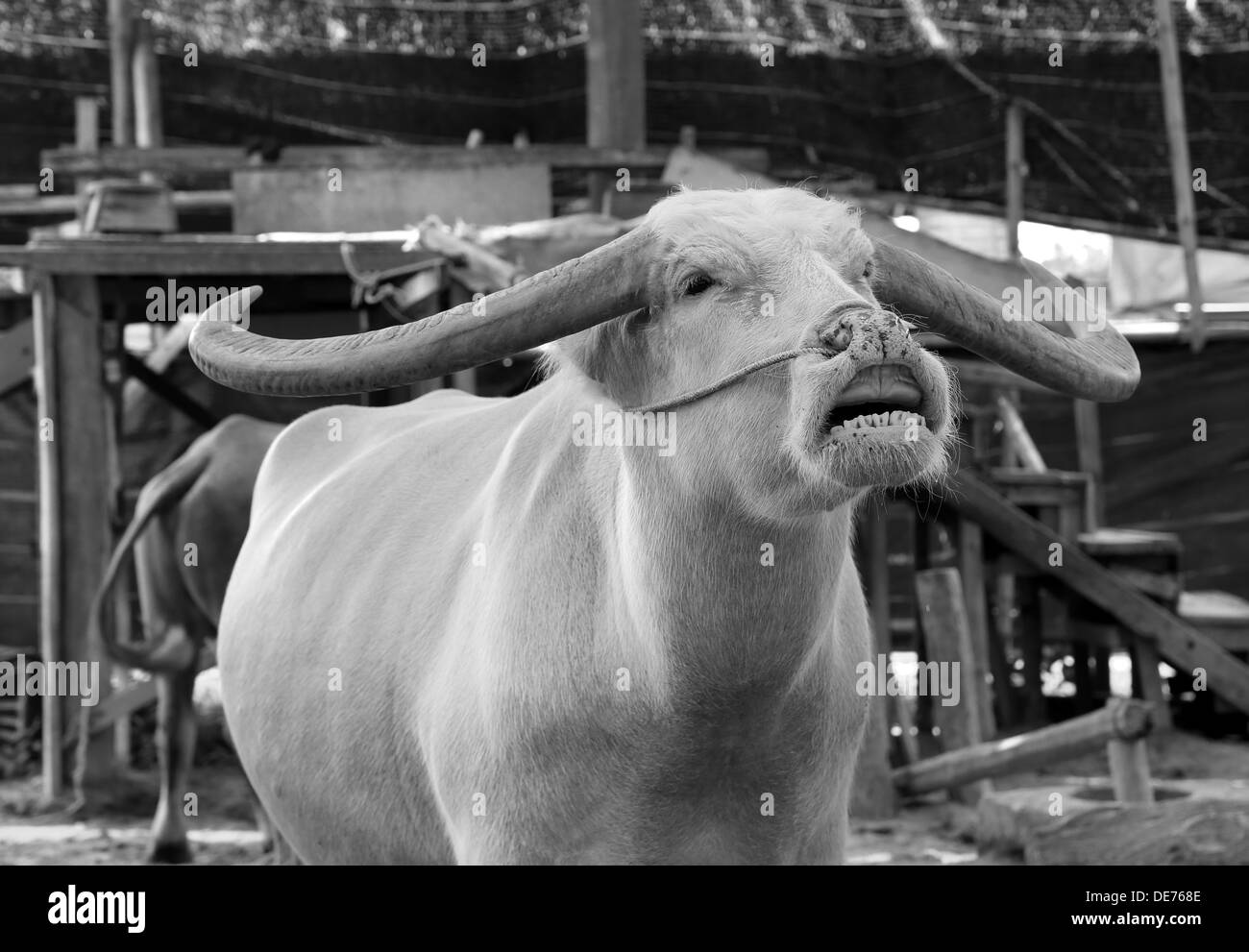 Buffalo portrait white background hi-res stock photography and images ...