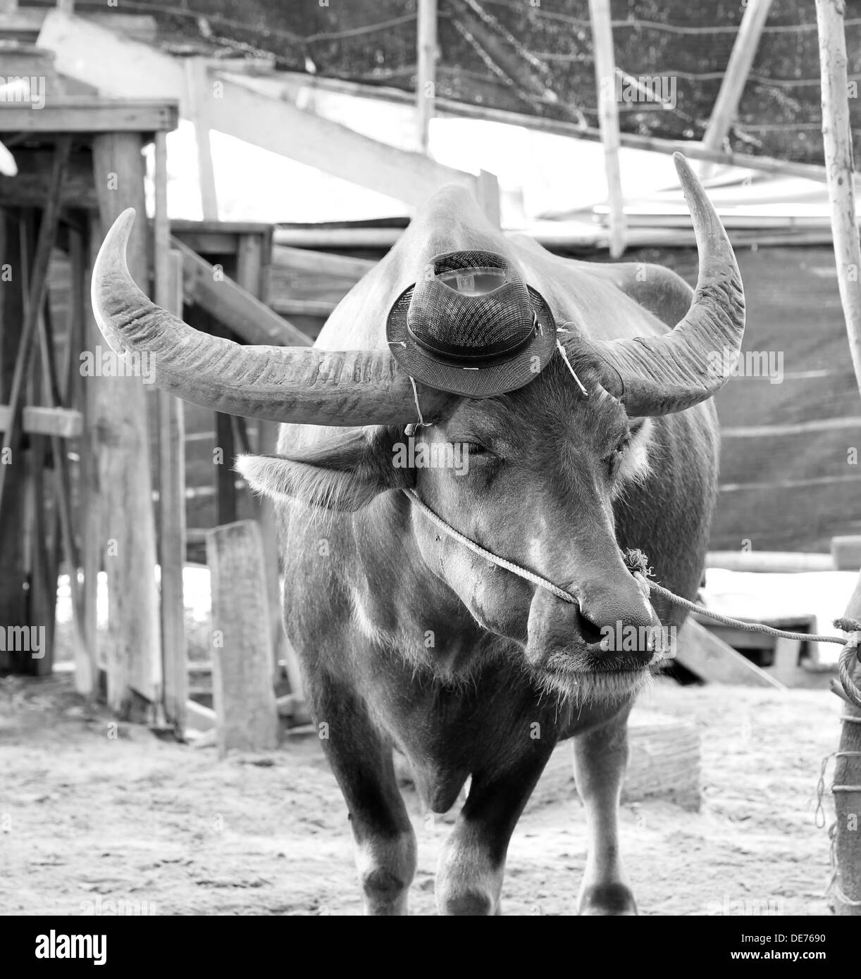 Stand stable Black and White Stock Photos & Images - Alamy