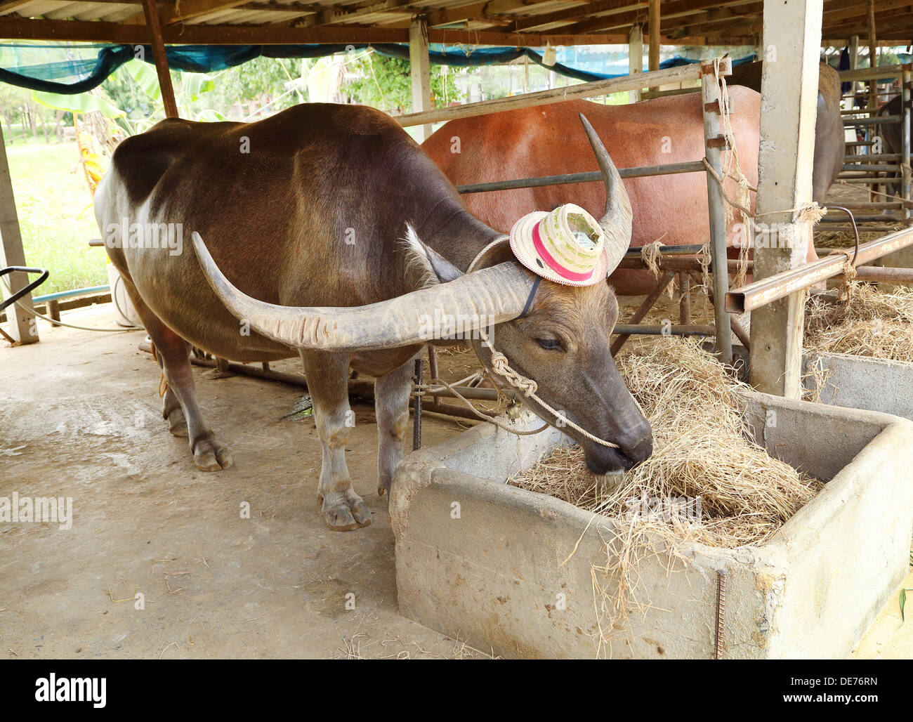 Water buffalo eating dried grass hi-res stock photography and images ...