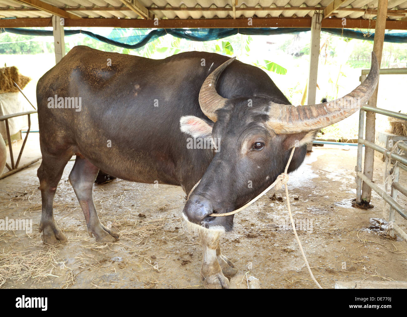 Japanese water buffalo hi-res stock photography and images - Alamy