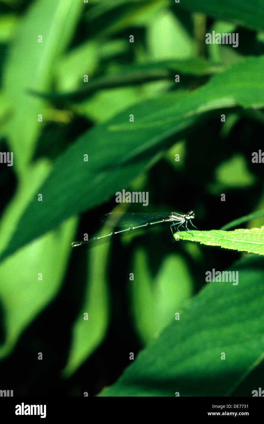 insect, forest, jungle, wildlife, nature, tropical, camouflage, green ...