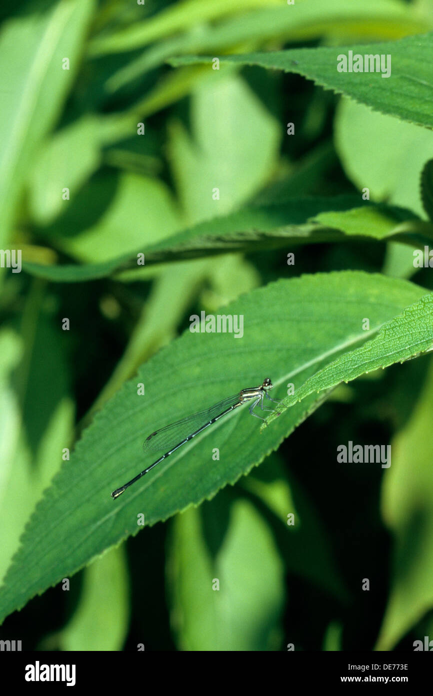 insect, forest, jungle, wildlife, nature, tropical, camouflage, green ...