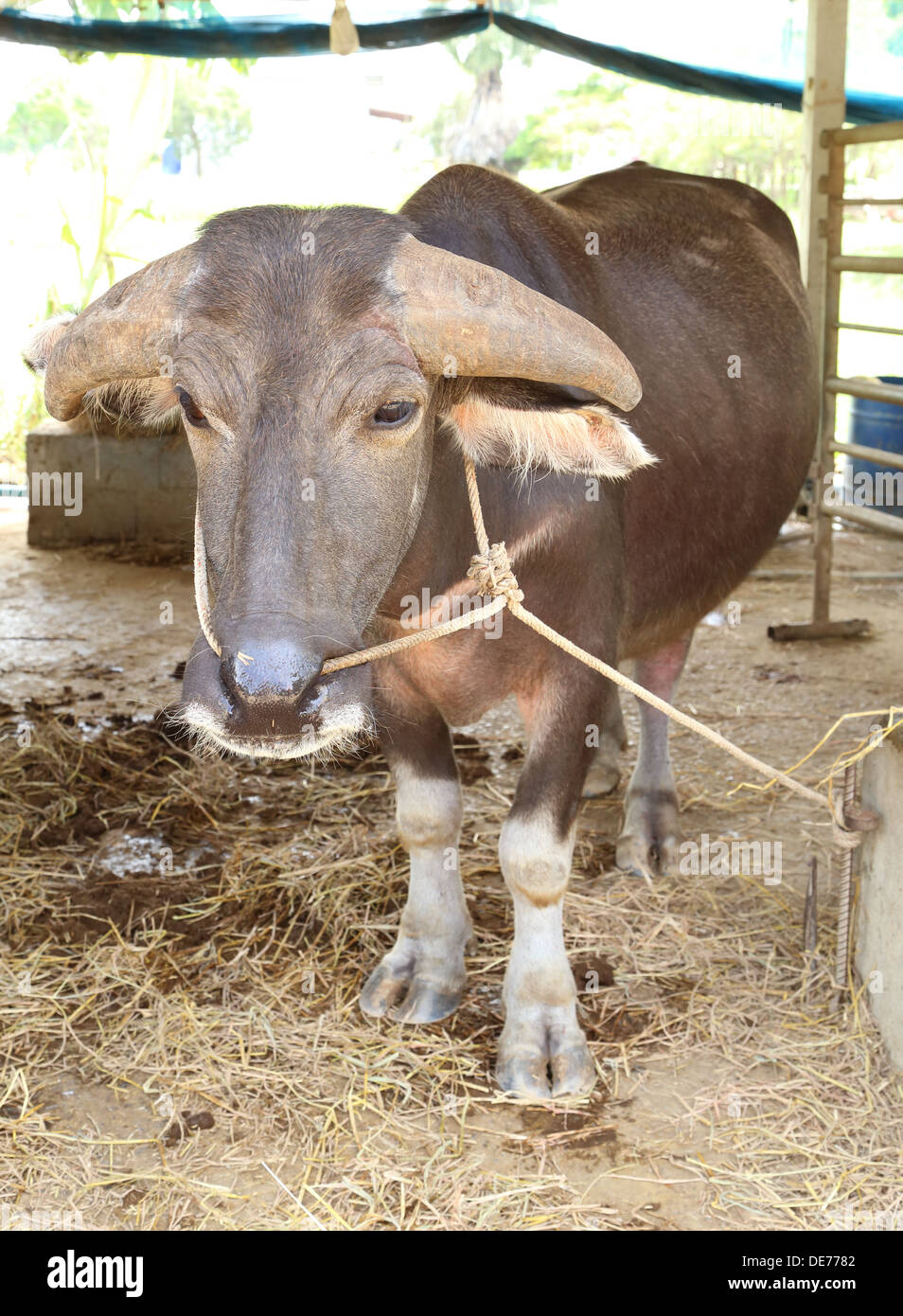 Japanese water buffalo hi-res stock photography and images - Alamy